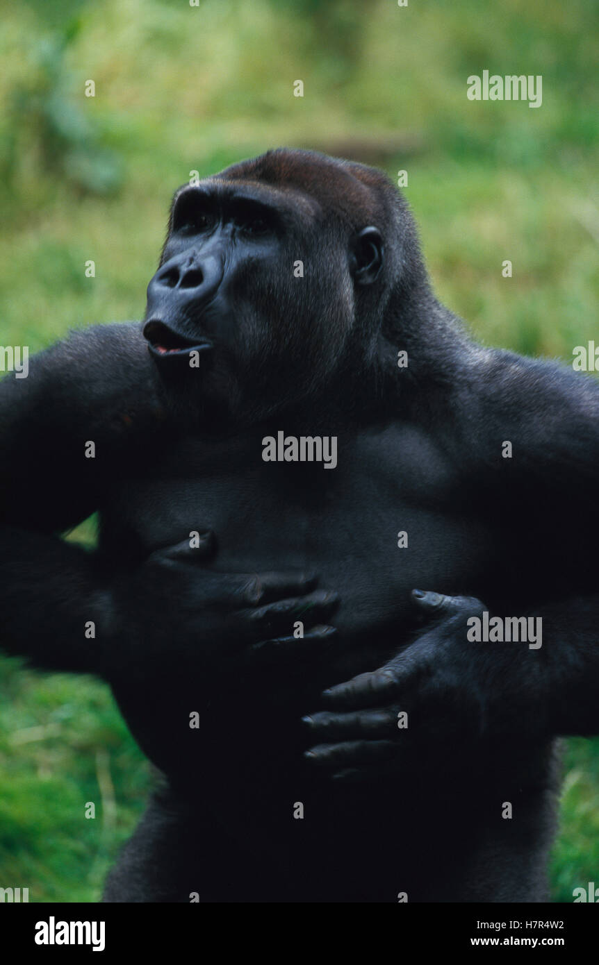 Western Lowland Gorilla (Gorilla gorilla gorilla) male beating chest in ...