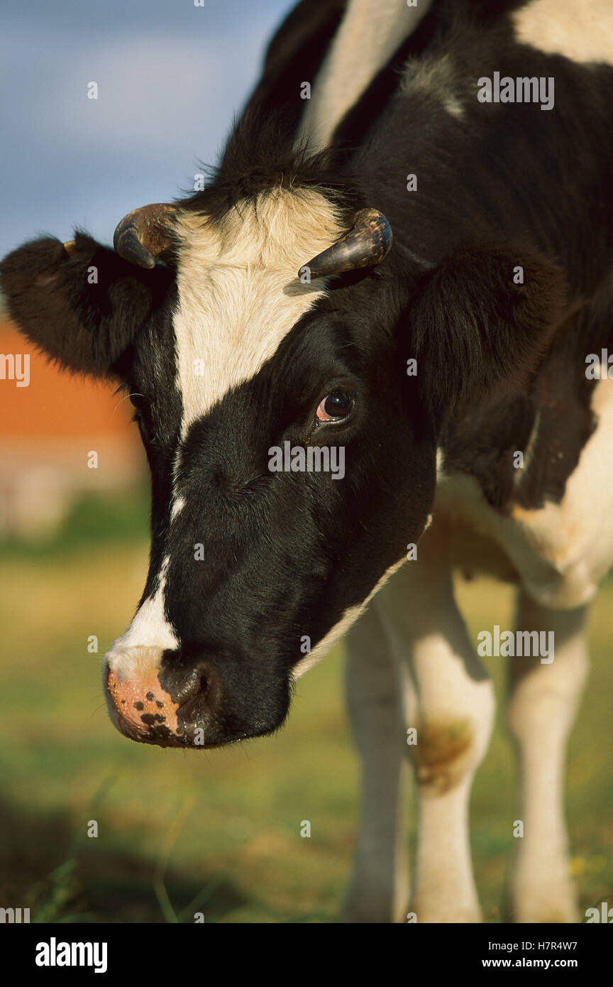 Domestic Cattle (Bos taurus) portrait, Europe Stock Photo - Alamy