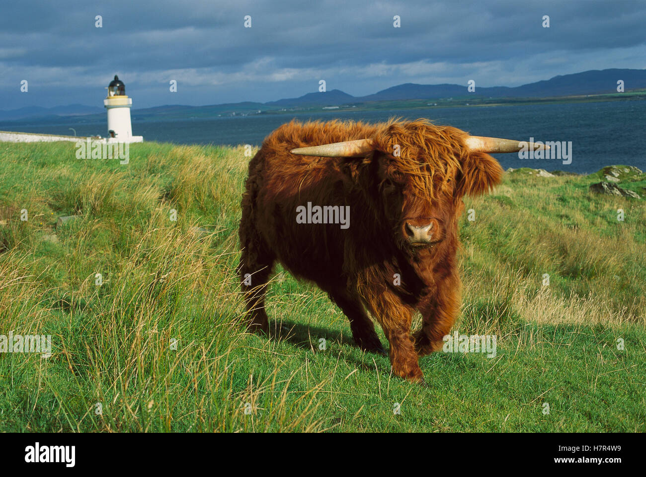 Domestic Cattle (Bos taurus) charging, Europe Stock Photo - Alamy