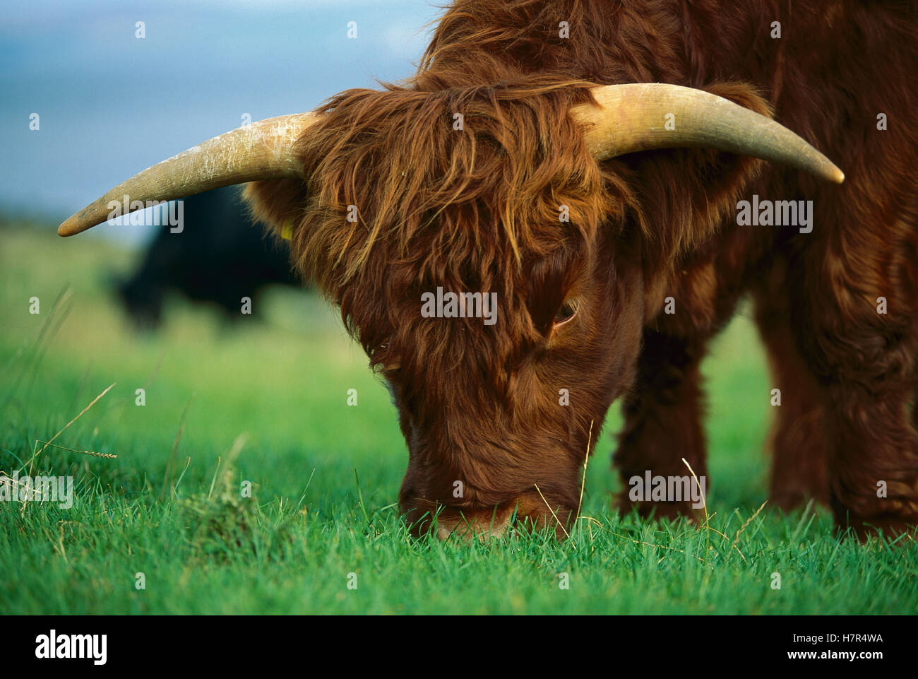 Domestic Cattle (Bos taurus) grazing, Europe Stock Photo - Alamy