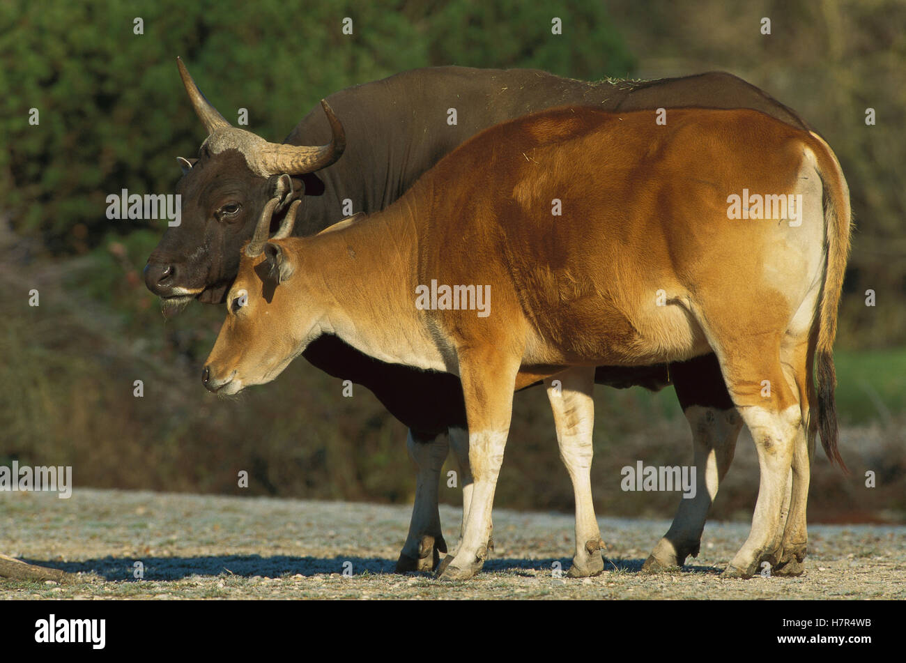 Banteng (Bos javanicus) captive, bull and female interacting, Europe ...