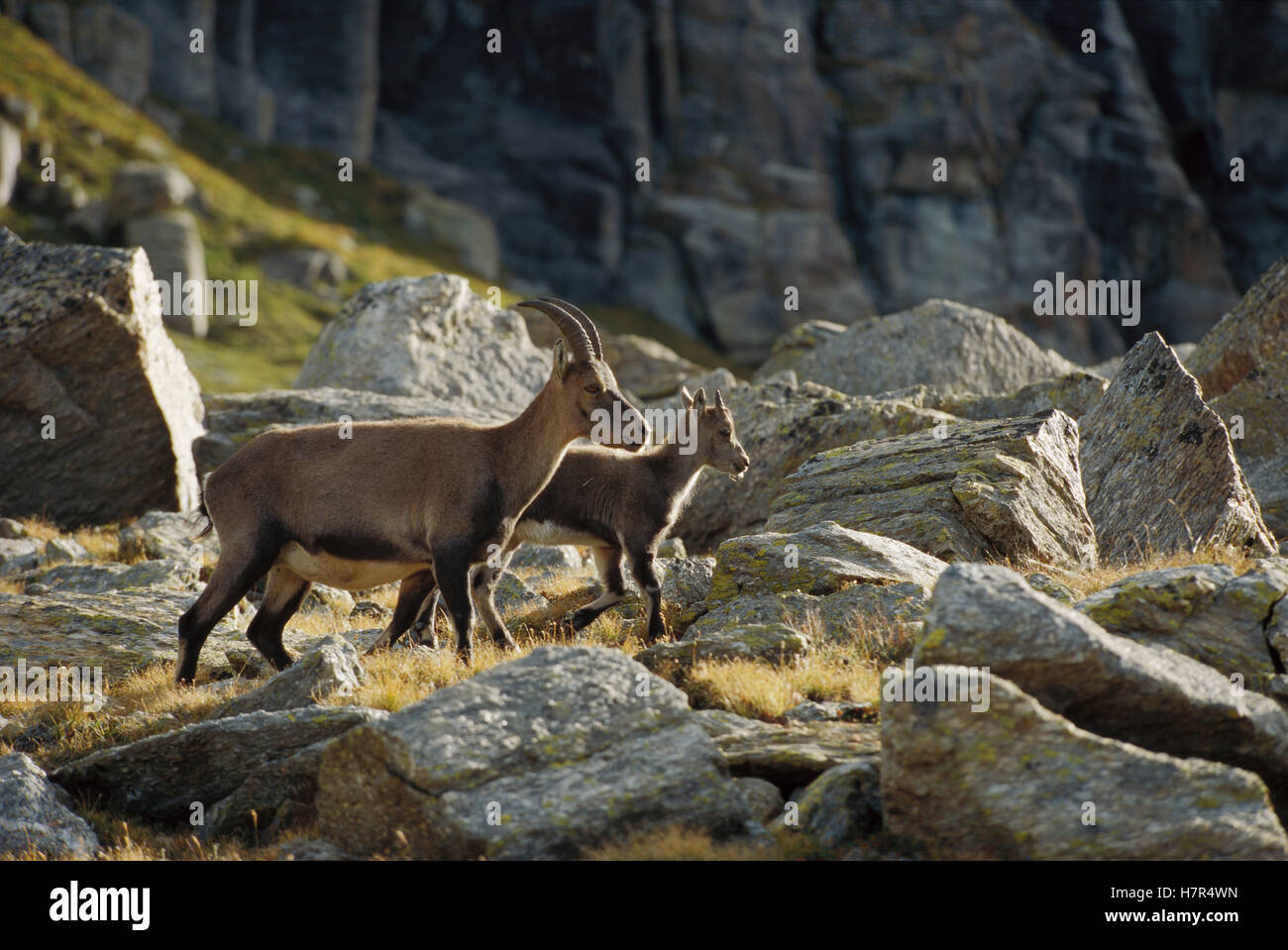 Alpine Ibex (Capra ibex) mother and kid, Europe Stock Photo - Alamy