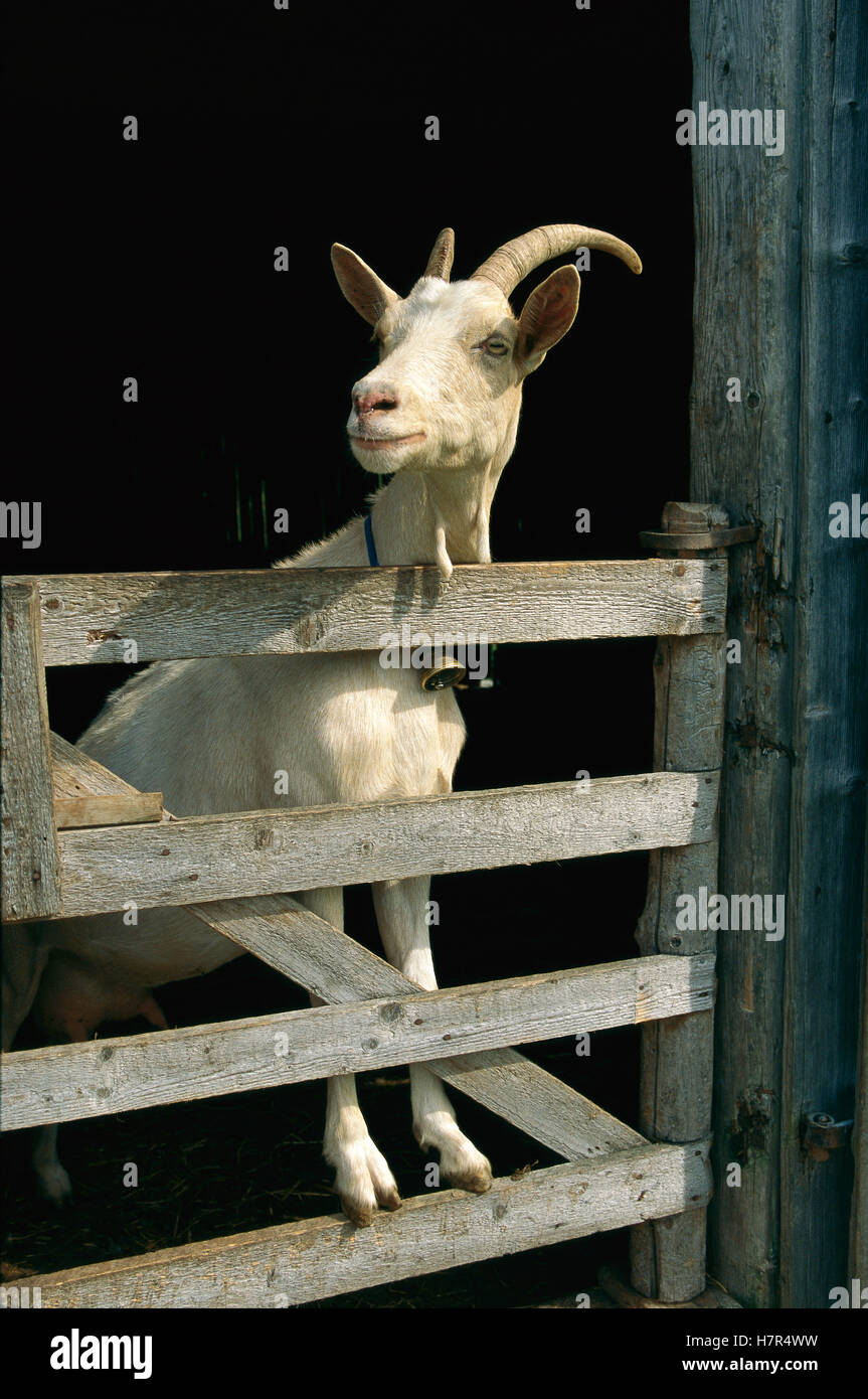 Goat (Capra sp) standing on gate, Europe Stock Photo - Alamy