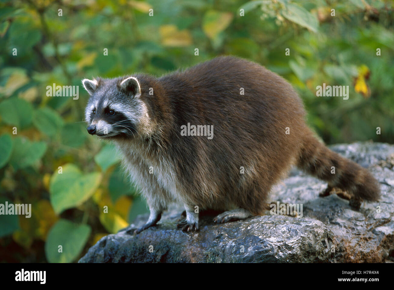 Raccoon (Procyon lotor), North America Stock Photo - Alamy