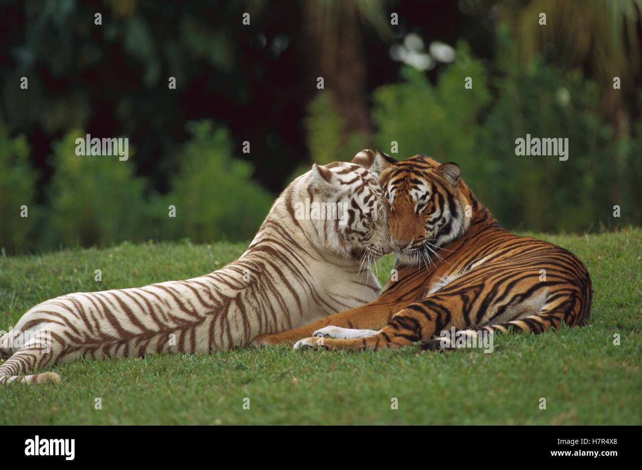 Bengal Tiger (Panthera tigris tigris) affectionate pair, one with ...