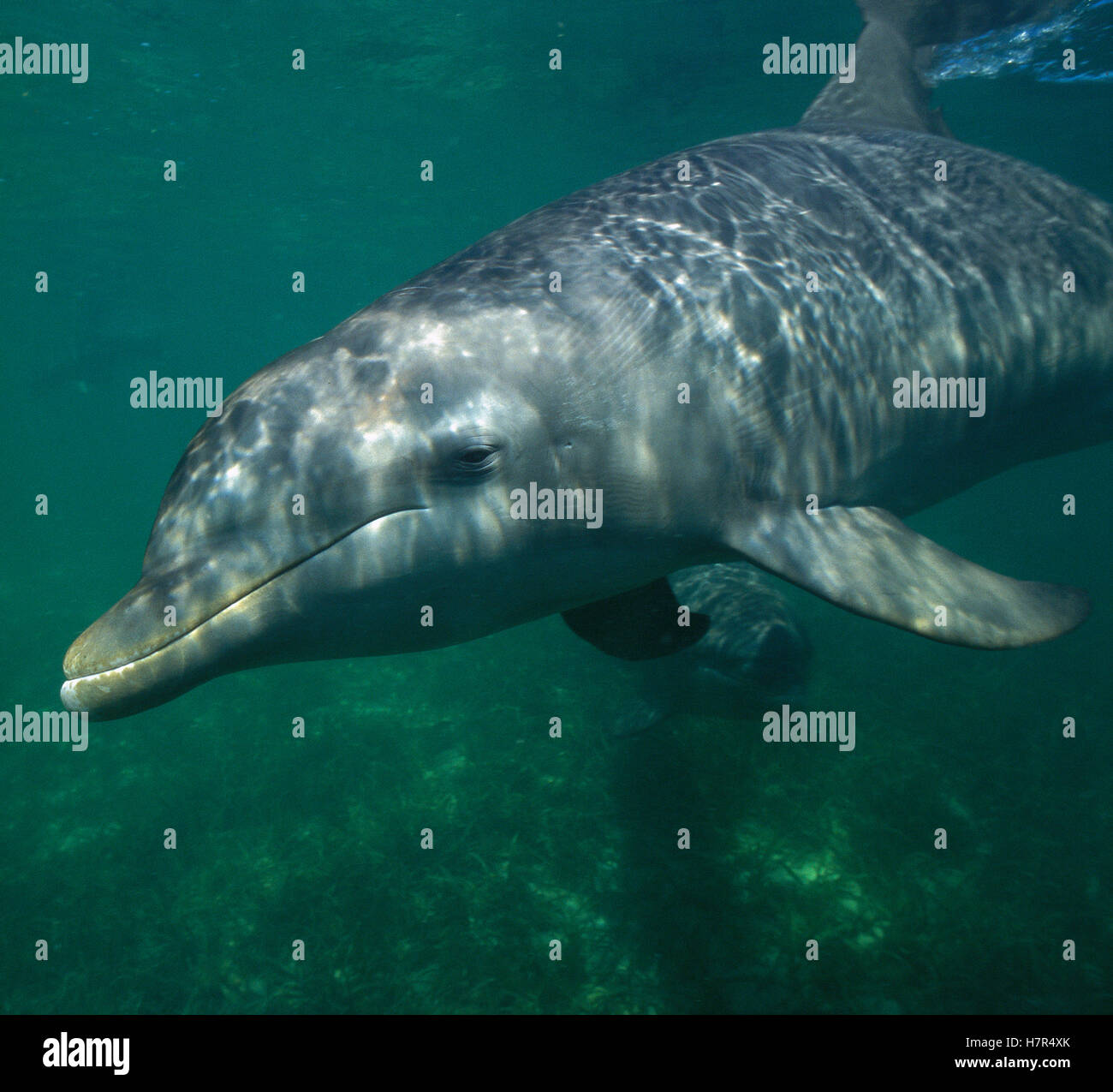Bottlenose Dolphin (Tursiops truncatus) portrait, Honduras Stock Photo ...