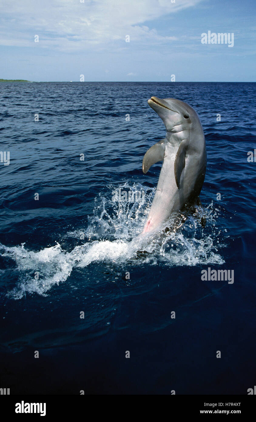 Bottlenose Dolphin (Tursiops truncatus) tail-walking, Honduras Stock ...