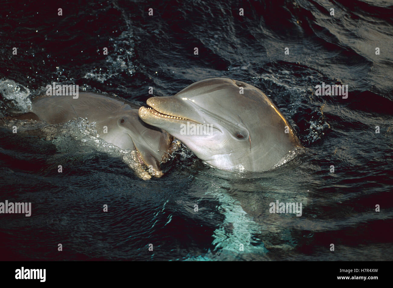 Bottlenose Dolphin (Tursiops truncatus) pair interacting, Honduras ...