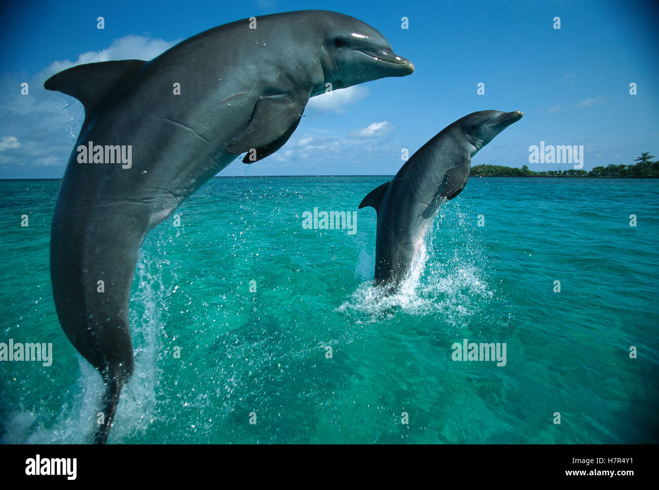 Bottlenose Dolphin (Tursiops truncatus) pair leaping, Honduras Stock ...