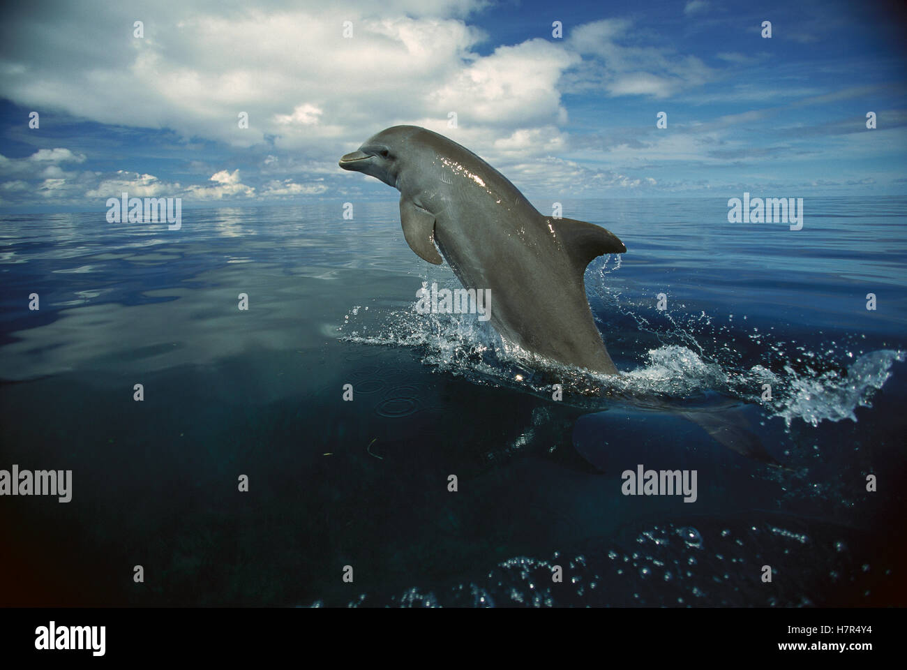 Bottlenose Dolphin (Tursiops truncatus) leaping, Honduras Stock Photo ...