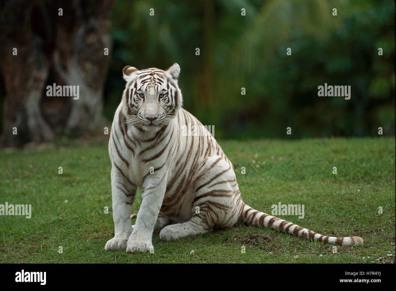 Real Melanistic Tiger