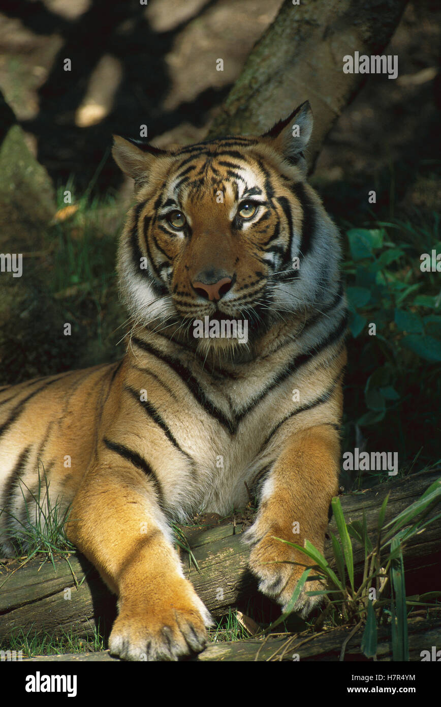 Bengal Tiger (Panthera tigris tigris) portrait resting in shade ...