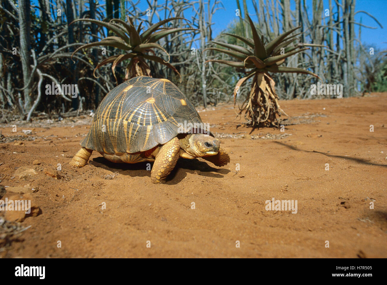 Radiated Tortoise (Geochelone radiata) walking through spiny desert ...