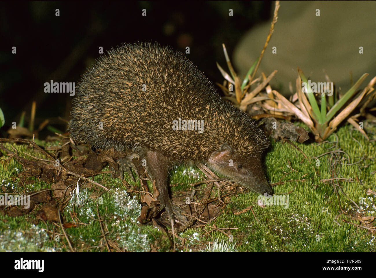 Greater Hedgehog Tenrec (Setifer setosus) portrait, Madagascar Stock ...