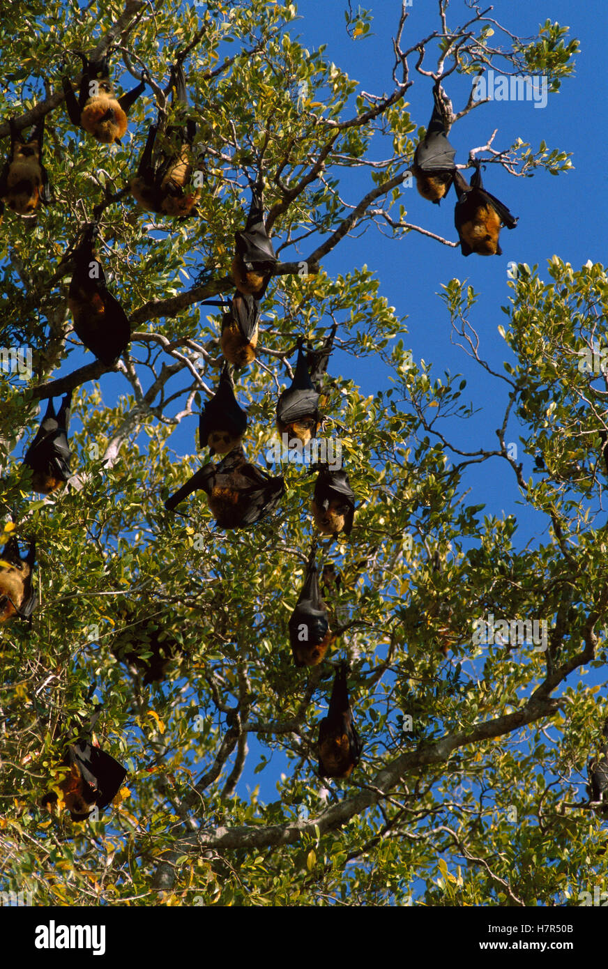 Madagascar Flying Fox (Pteropus rufus) group roosting in tree ...