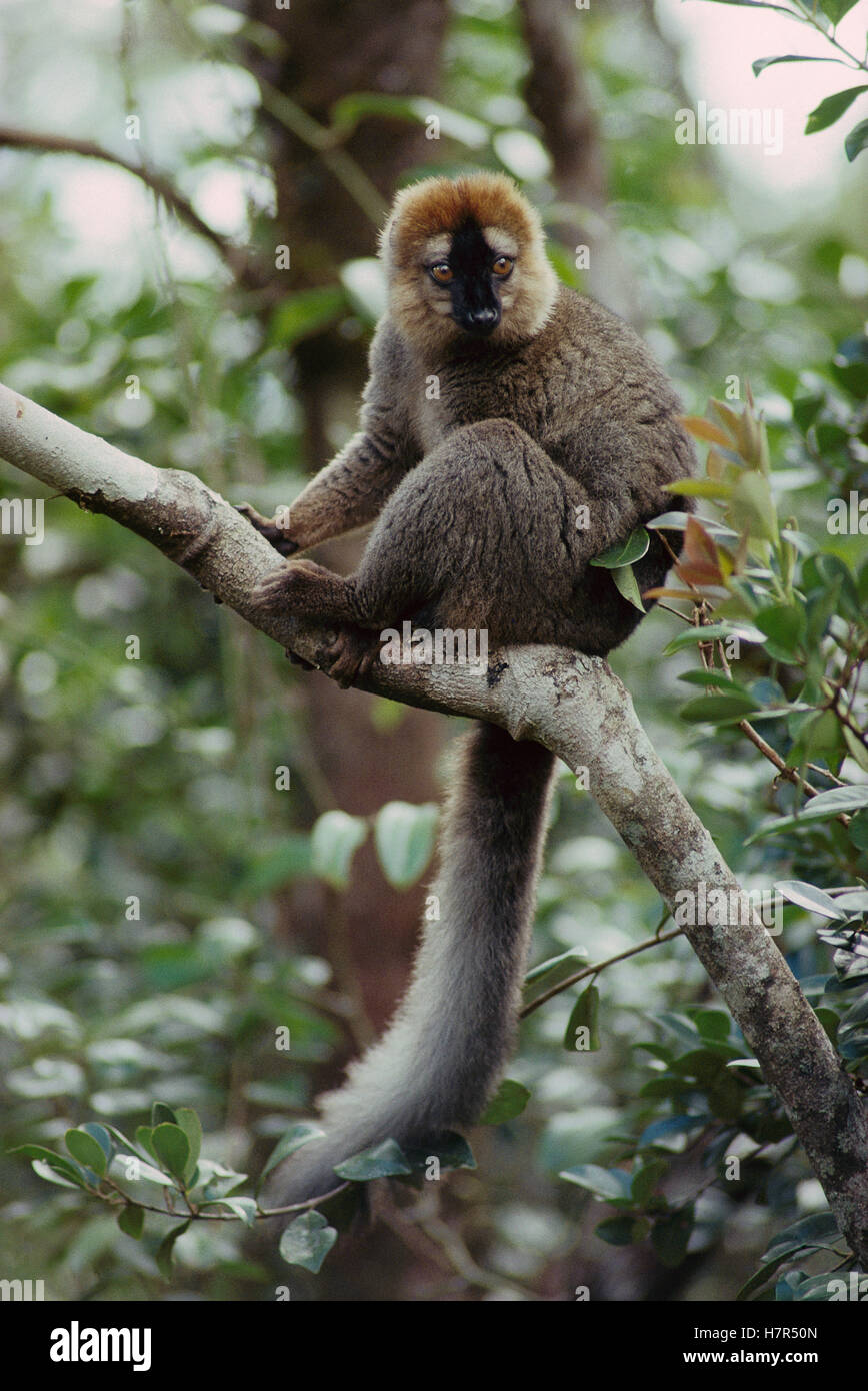 Red-fronted Brown Lemur (Eulemur fulvus rufus) male, Madagascar Stock ...