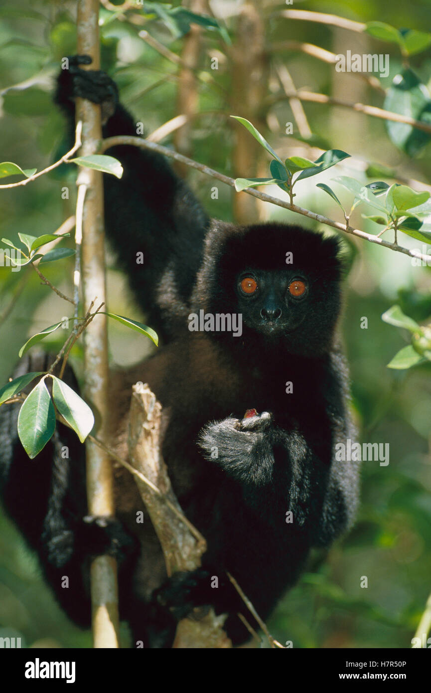 Milne-edward's Sifaka (Propithecus diadema edwardsi) eating in tree ...