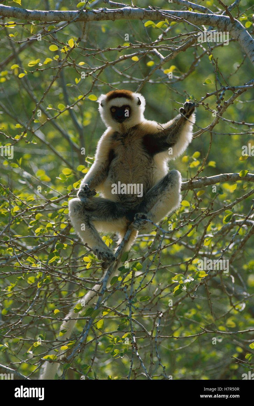 Verreaux's Sifaka (Propithecus verreauxi) in tree, vulnerable species ...