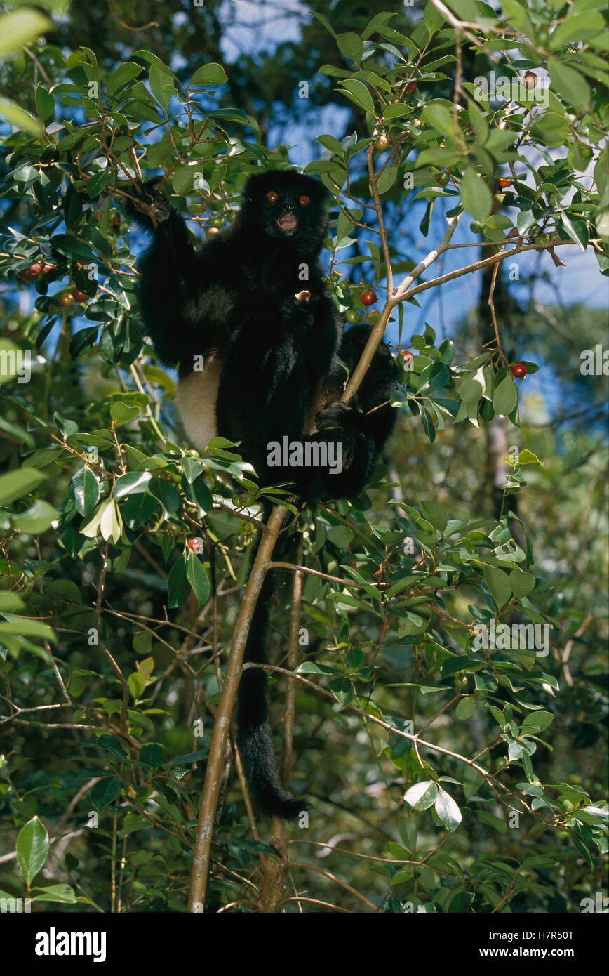 Milne-edward's Sifaka (Propithecus diadema edwardsi) in tree ...