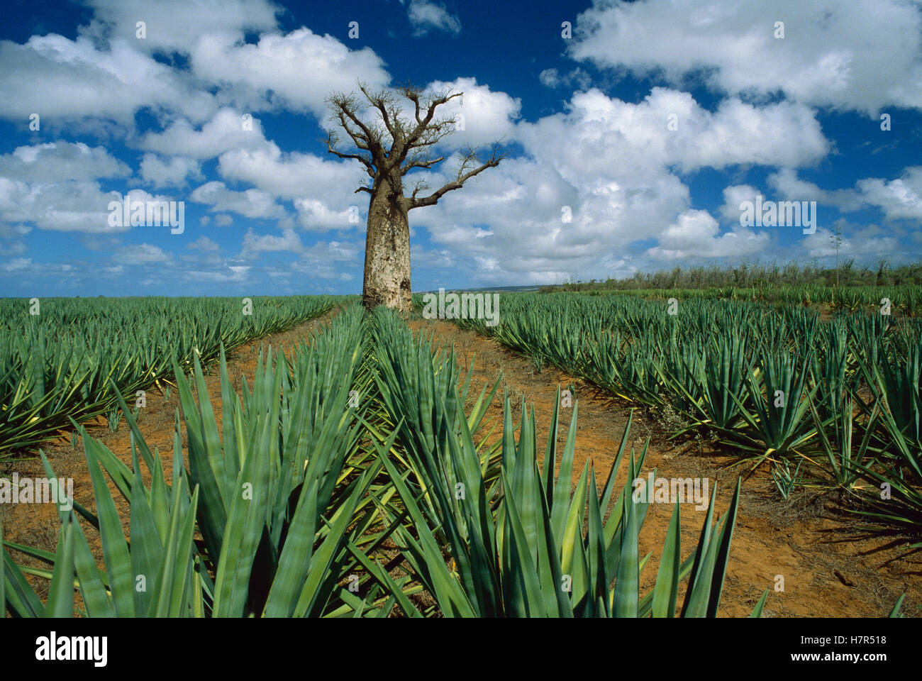 Baobab (Adansonia sp) tree standing alone in Sisal (Agave sisalana ...