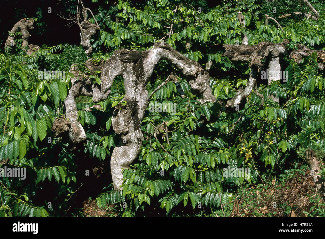 Ylang-ylang (Cananga odorata) tree, Madagascar Stock Photo - Alamy