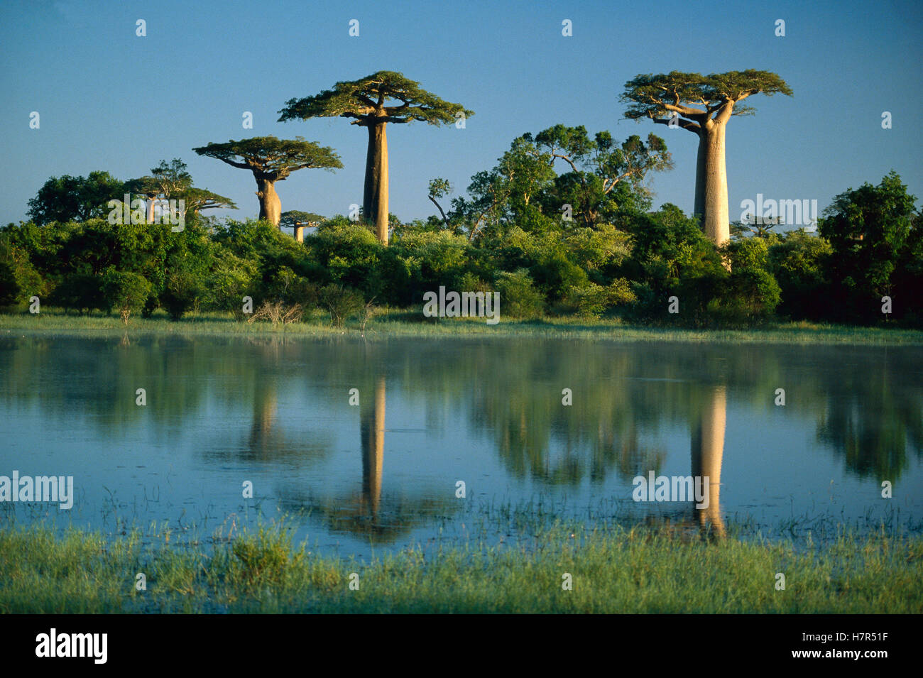 Baobab (Adansonia sp) trees reflected in wetlands, Morondava ...