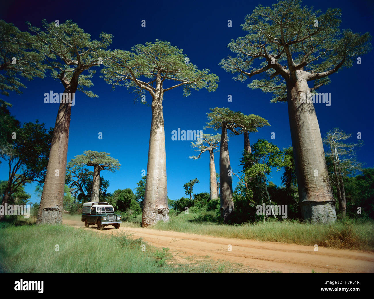 Grandidier's Baobab (Adansonia grandidieri) trees beside road ...