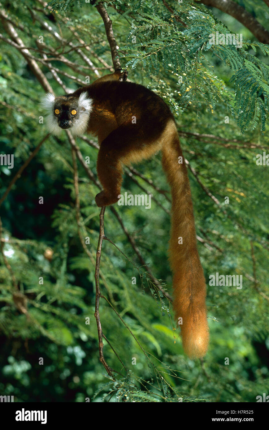 Black Lemur (Lemur macaco) vulnerable primate female climbing ...