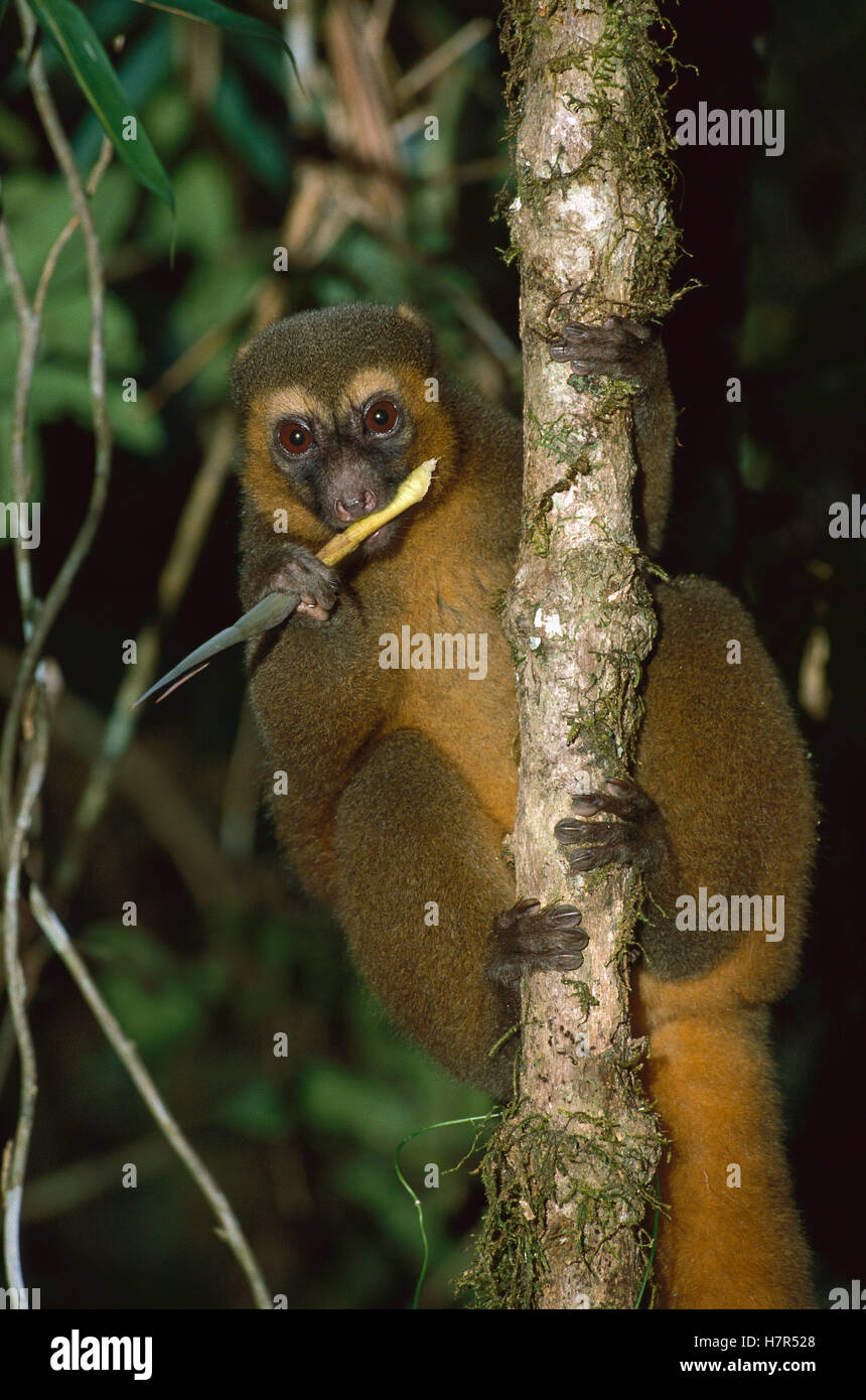 Golden Bamboo Lemur (Hapalemur aureus) critically endangered primate ...