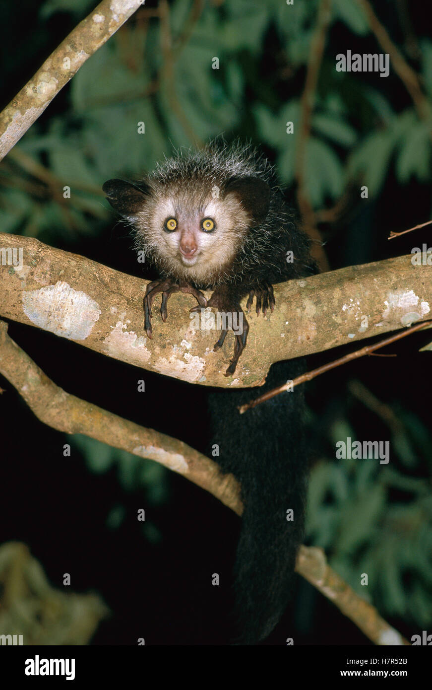 Aye-aye (Daubentonia madagascariensis) endangered lemur on branch ...