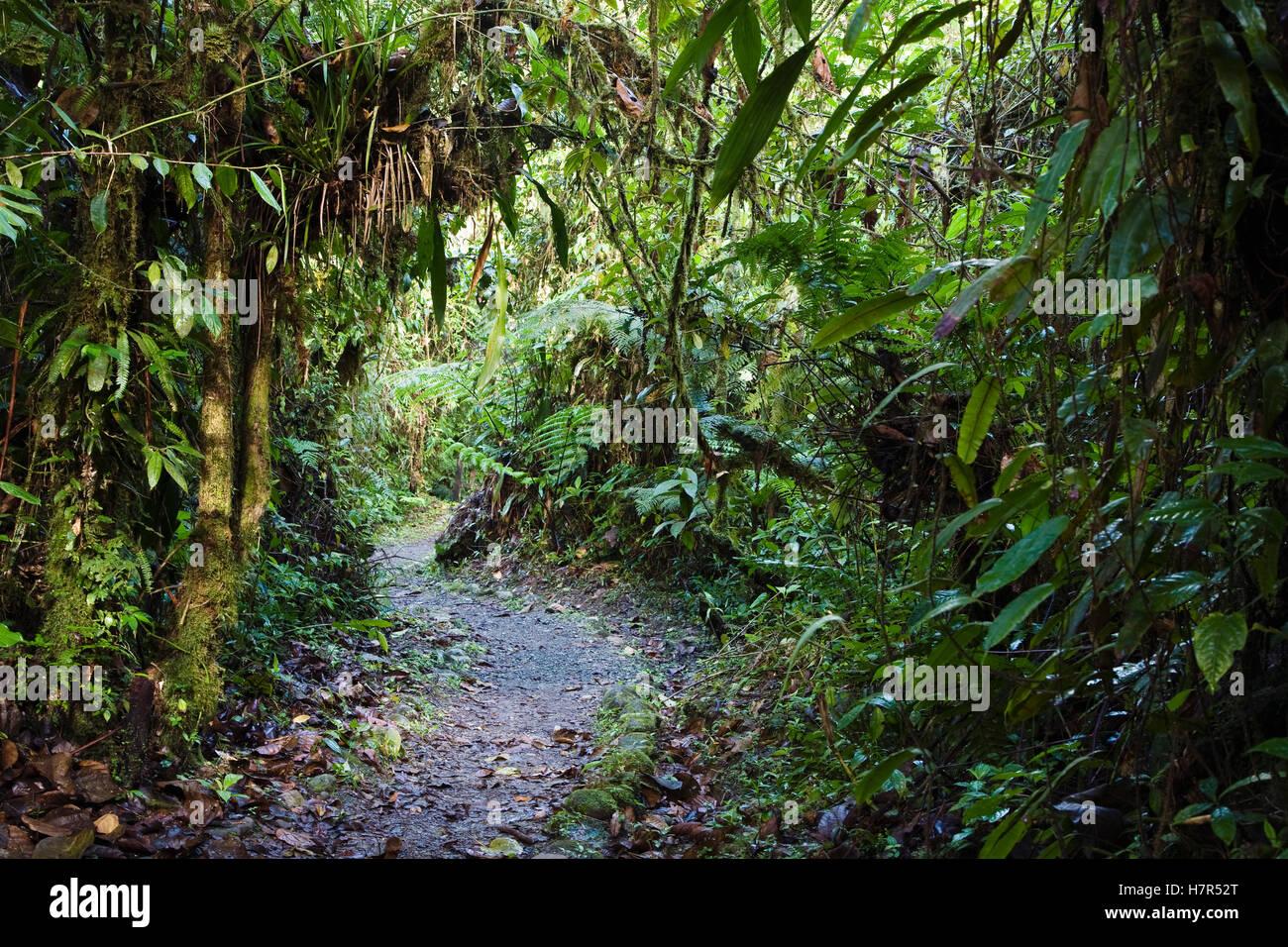 Trail in rainforest, Tapanti National Park, Costa Rica Stock Photo - Alamy