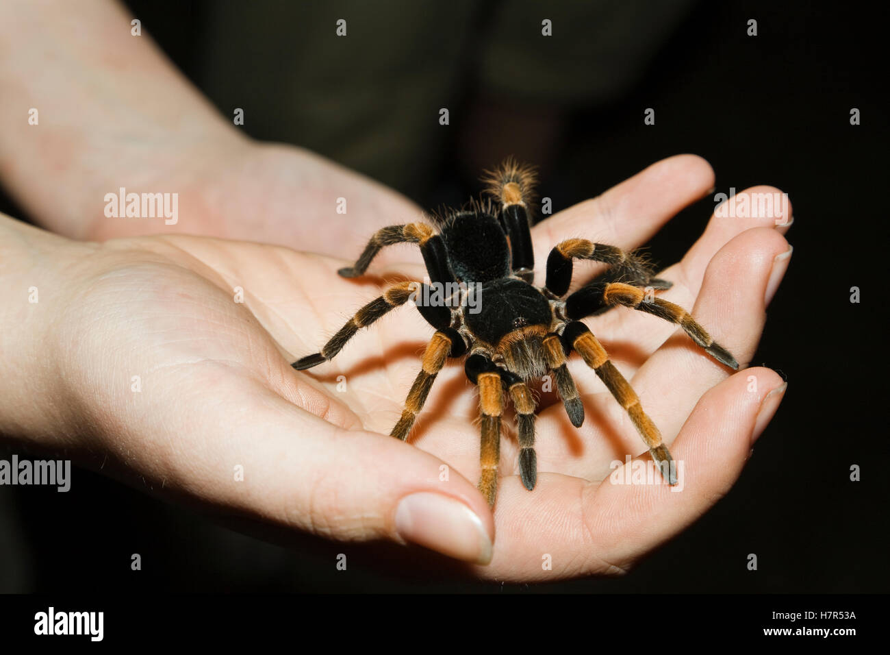 Mexican Red-knee Tarantula (Brachypelma smithi) held in hands, Costa ...