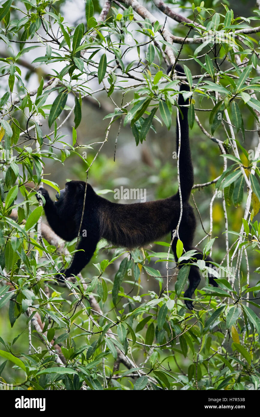 Mantled Howler Monkey (Alouatta palliata) in trees, Braulio Carrillo ...