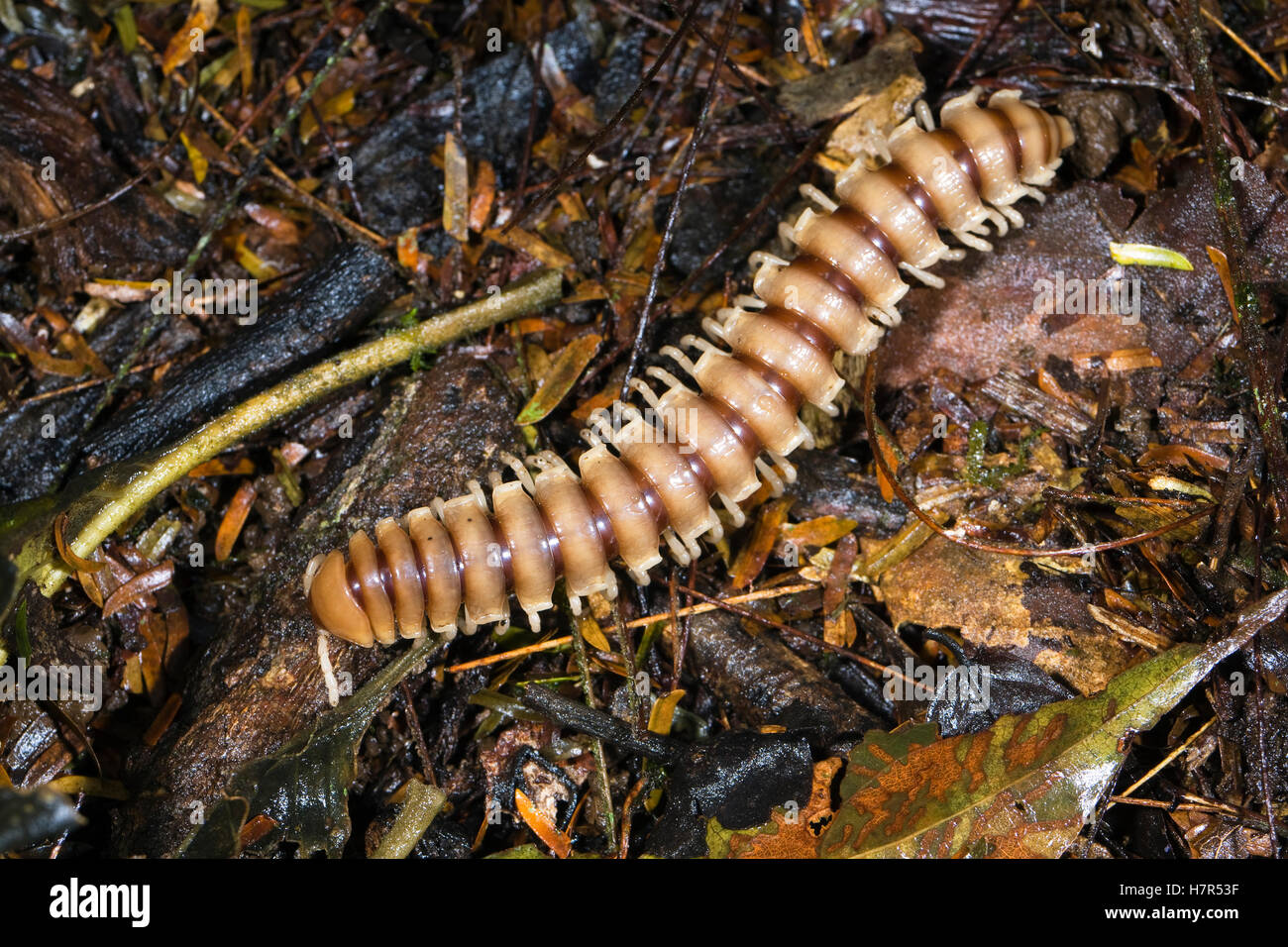 Millipede in lowland rainforest, Braulio Carrillo National Park, Costa ...