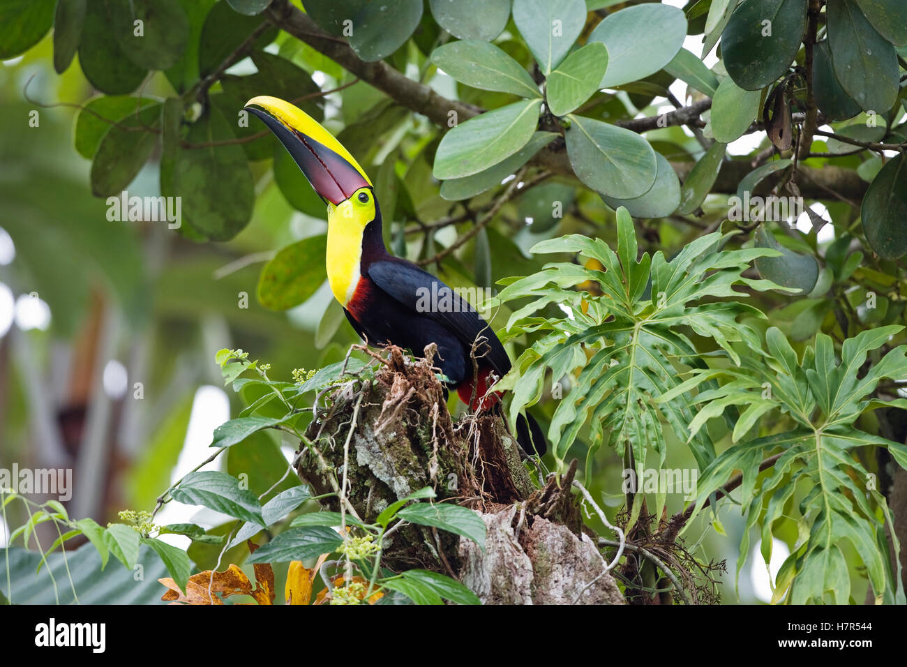 Chestnut-mandibled Toucan (Ramphastos swainsonii) in trees, Costa Rica ...