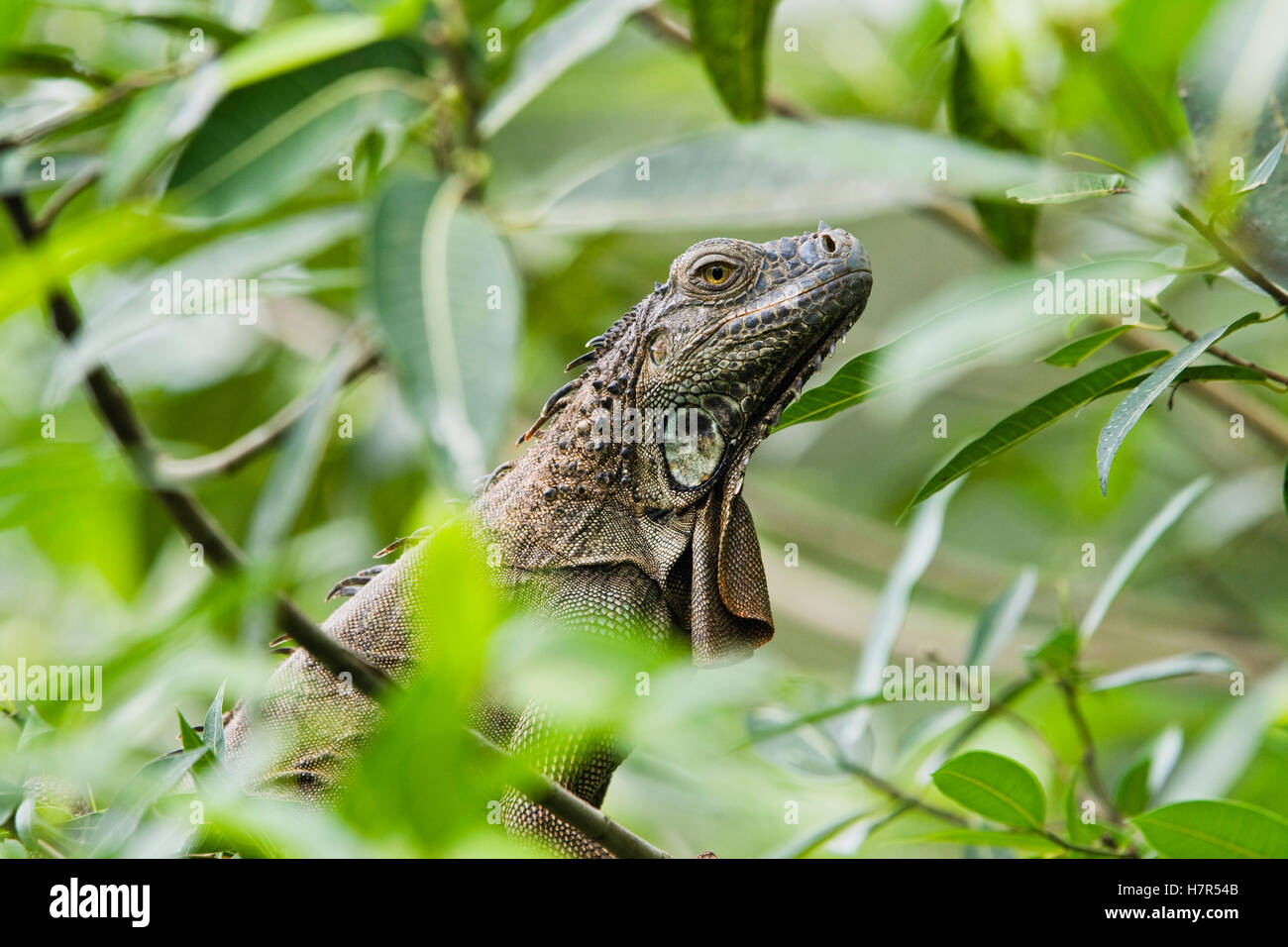 Green Iguana (Iguana iguana) in lowland rainforest, Braulio Carrillo ...