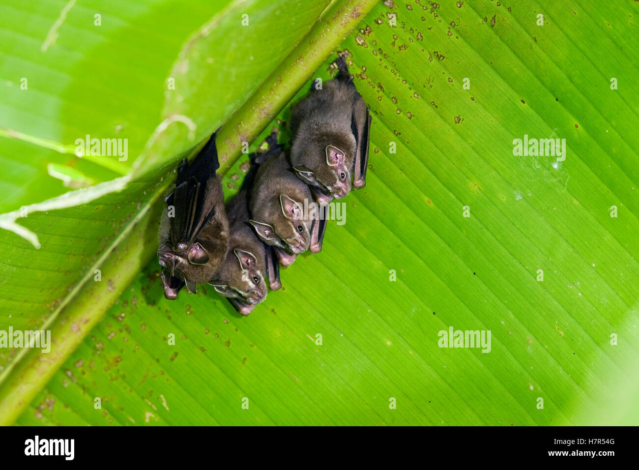 Peters' Tent-making Bat (Uroderma bilobatum) group roosting under ...