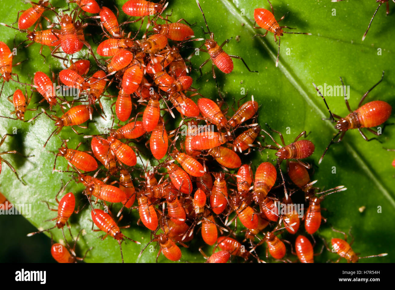 Insect larvae, Braulio Carrillo National Park, Costa Rica Stock Photo ...
