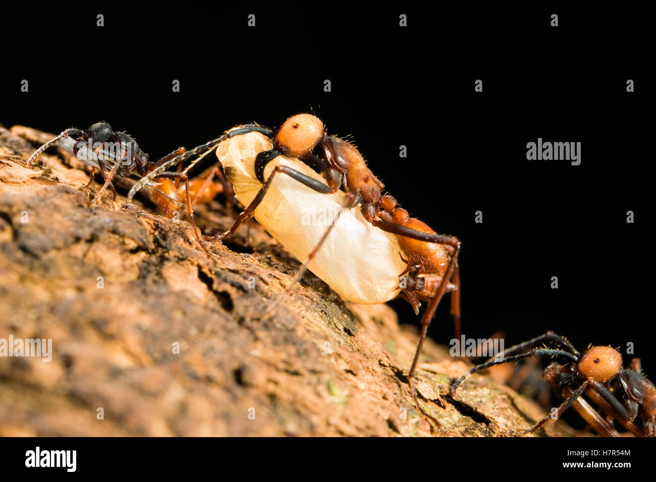 Army Ant (Eciton sp) major caste, carrying insect pupa, La Selva, Costa ...