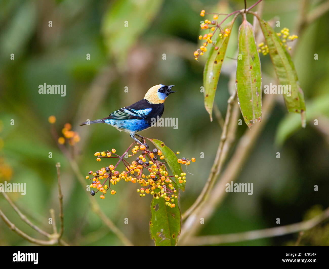 Golden-hooded Tanager (Tangara larvata) male calling, Braulio Carrillo ...