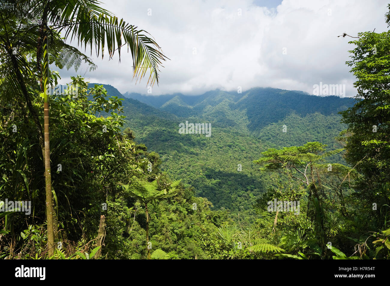 Mountain rainforest, Braulio Carrillo National Park, Costa Rica Stock ...