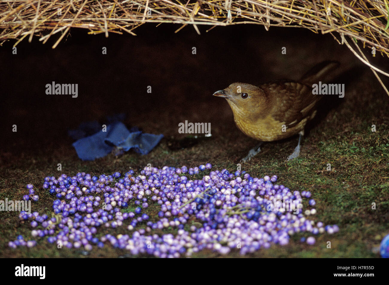Brown Gardener (Amblyornis inornatus) male with berries as a present ...