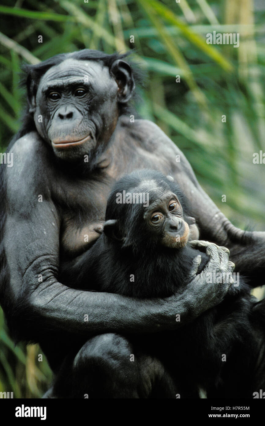 Bonobo (Pan paniscus) mother with baby, endangered species native to ...