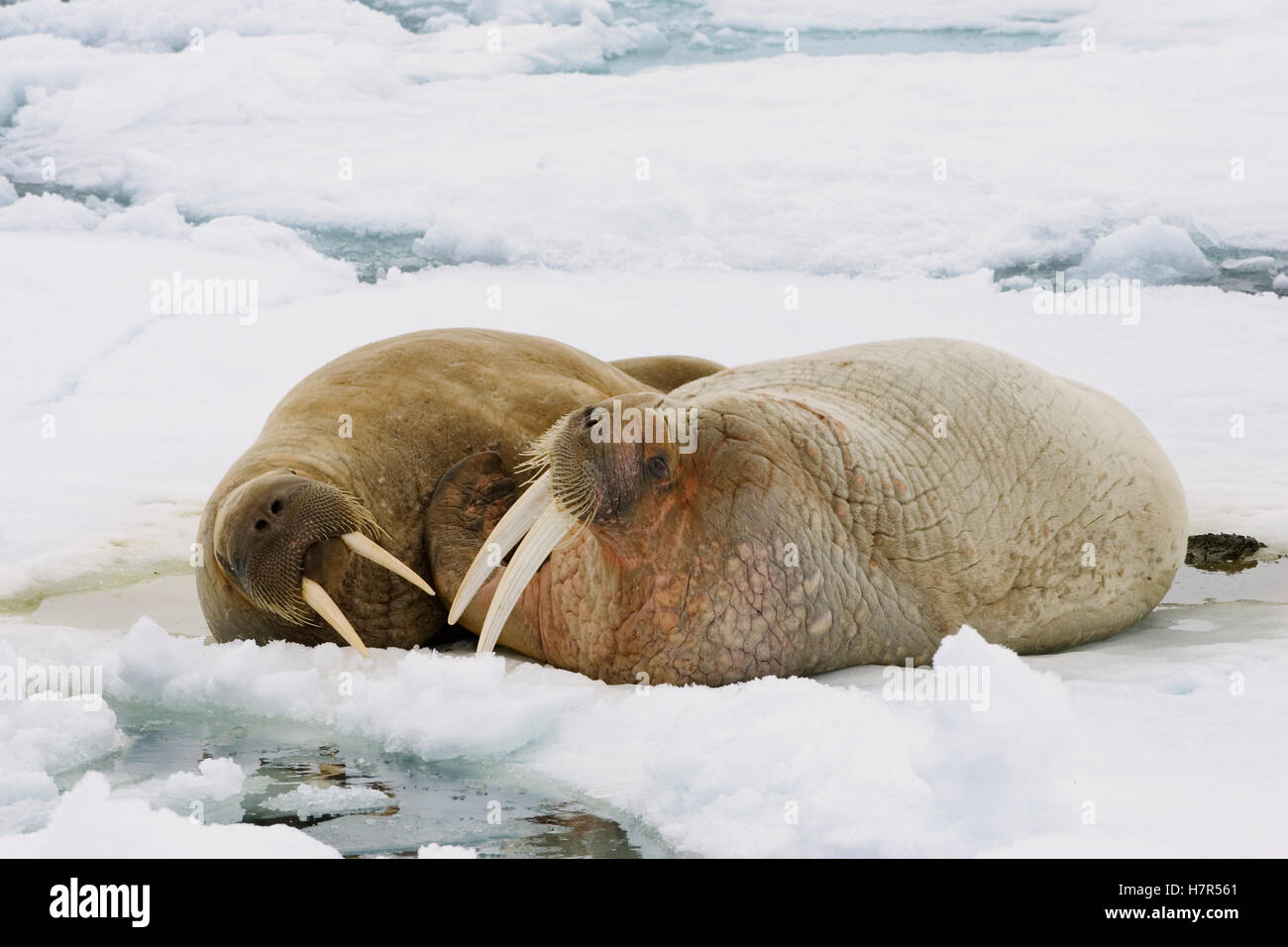 Walrus (Odobenus rosmarus) male and female on ice floe, Svalbard ...