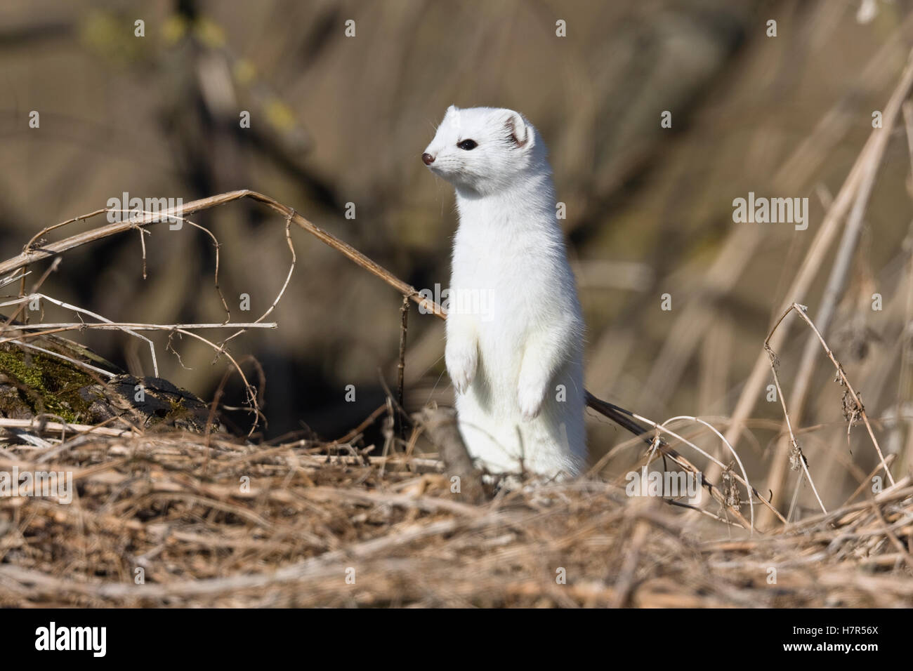Short-tailed Weasel (Mustela erminea) in winter fur standing upright ...