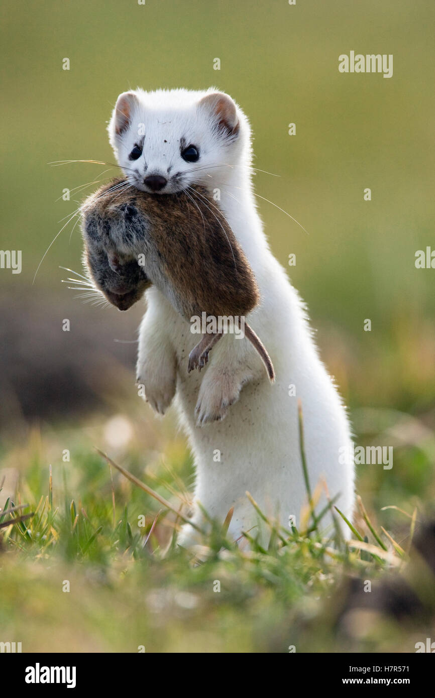 Short-tailed Weasel (Mustela erminea) with mouse prey, Germany Stock ...