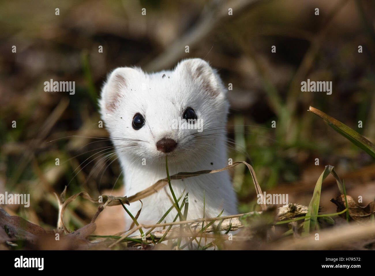 Short-tailed Weasel (Mustela erminea) in winter coat, Germany Stock ...