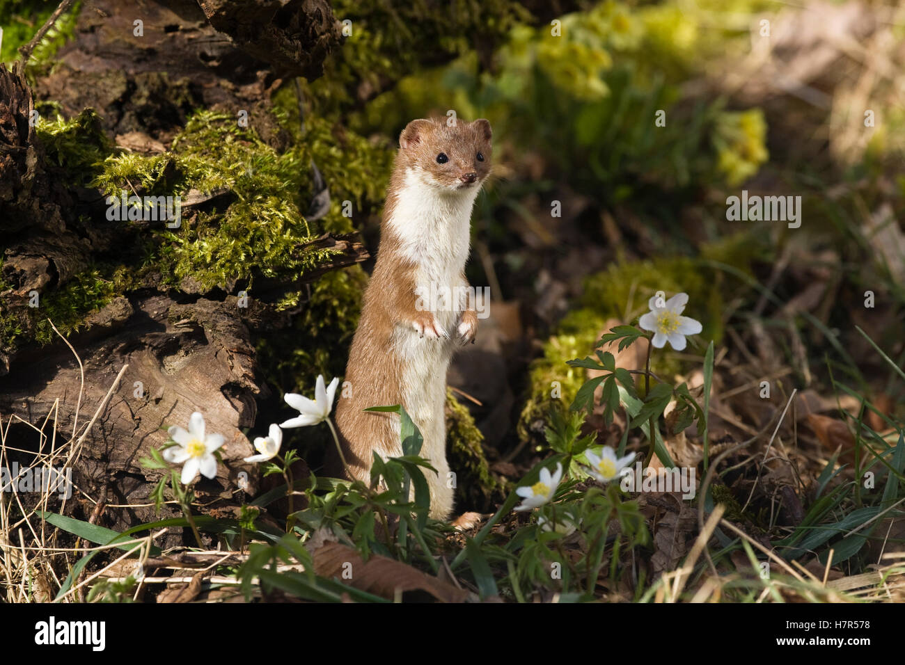 Least Weasel (Mustela nivalis) standing upright, Germany Stock Photo ...