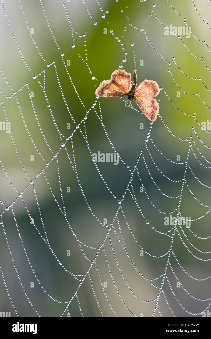 Moth in spiderweb, Bavaria, Germany Stock Photo - Alamy