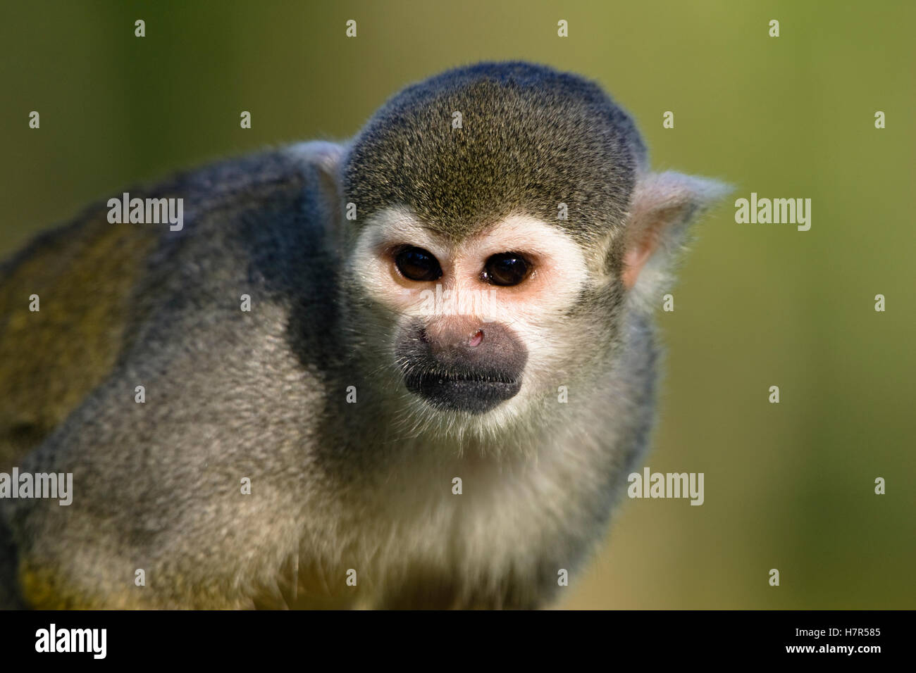 South American Squirrel Monkey (Saimiri sciureus) portrait, native to ...